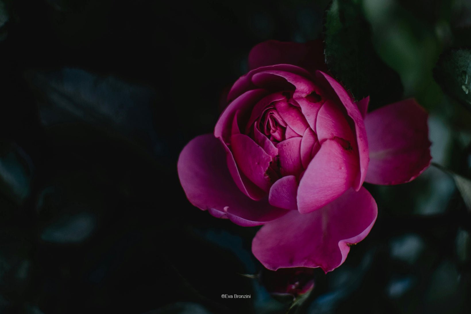 Brume - Les bienfaits de la rose, apaisante pour le corps et l’esprit